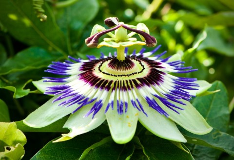 This amazing flower has 12 symbols of Lent in every bloom