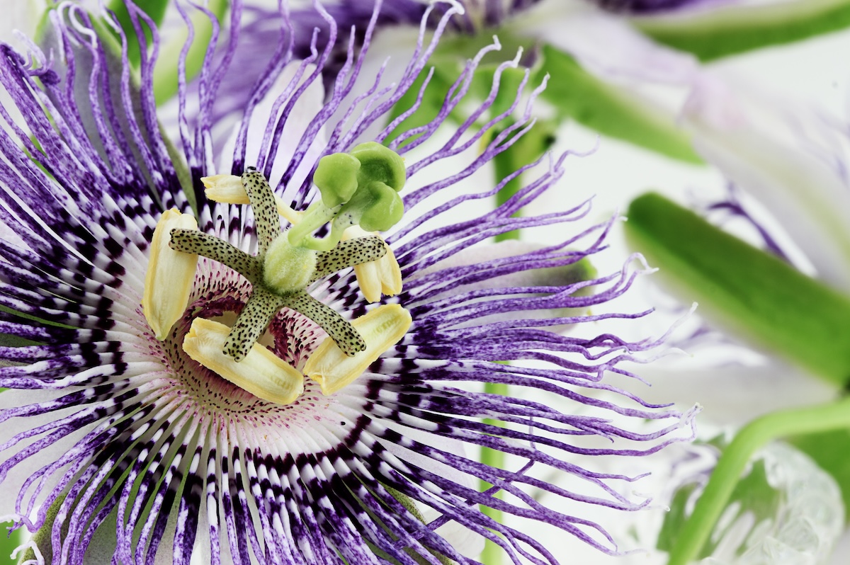 This amazing flower has 12 symbols of Lent in every bloom