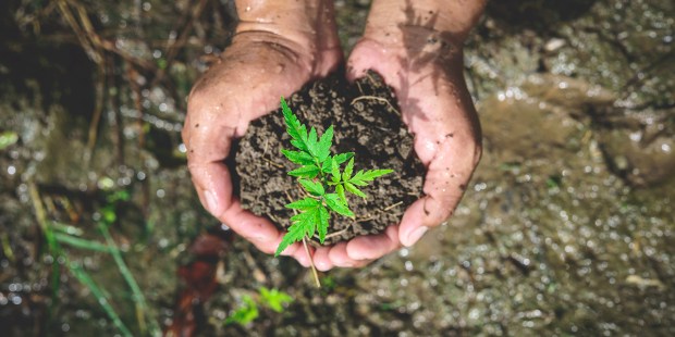 A search engine that plants a tree every time you click - Aleteia