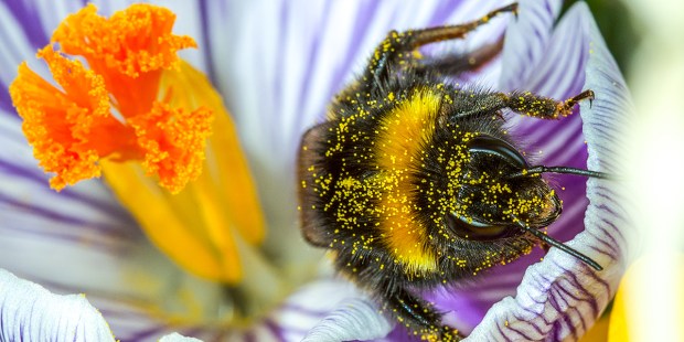 Endangered pollinators: A threat to the world food supply