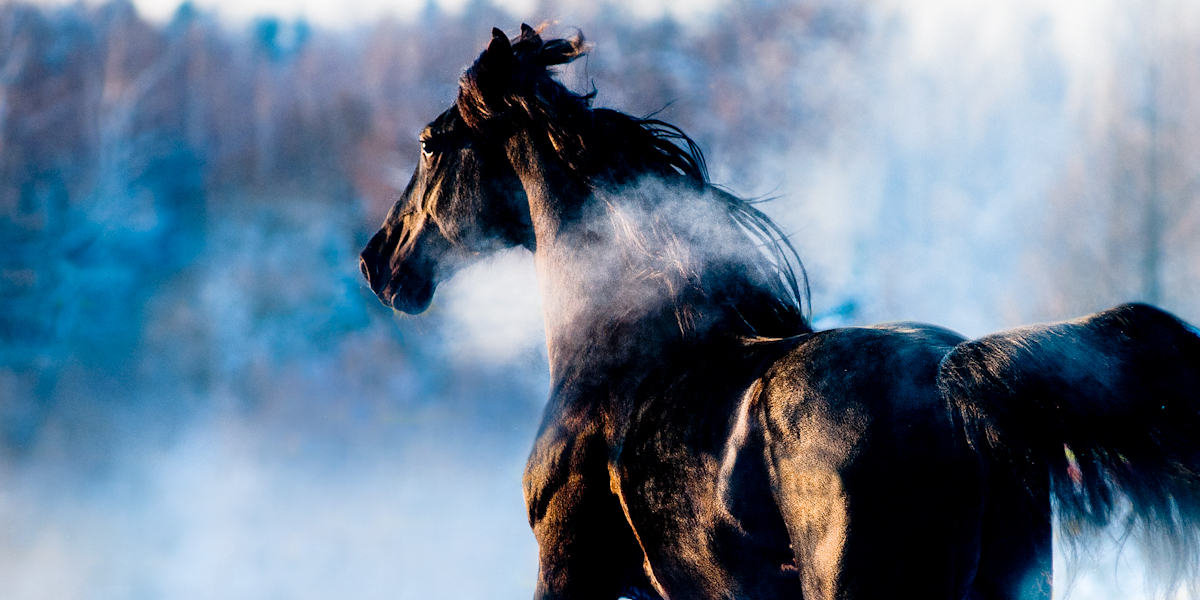 Why the strong don't brag and meekness is strength