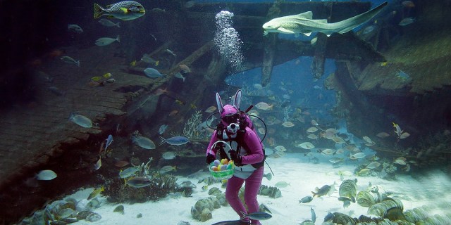 An Easter egg hunt to dive for