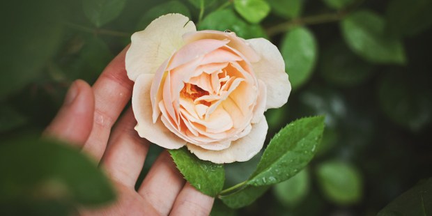 How to grow roses-Aleteia