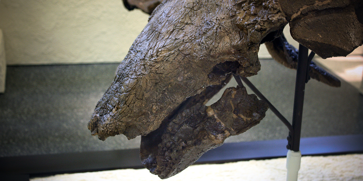 Dinosaur found - Aleteia