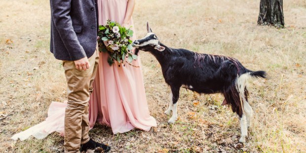 A goat as a wedding gift