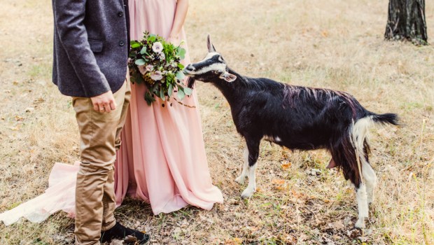 Goat At Wedding About Me