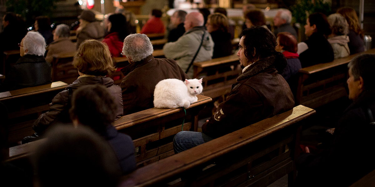 Cat attends Mass in Church--Aleteia