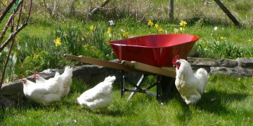 Meaning behind William Williams' "The Red Wheelbarrow"--Aleteia