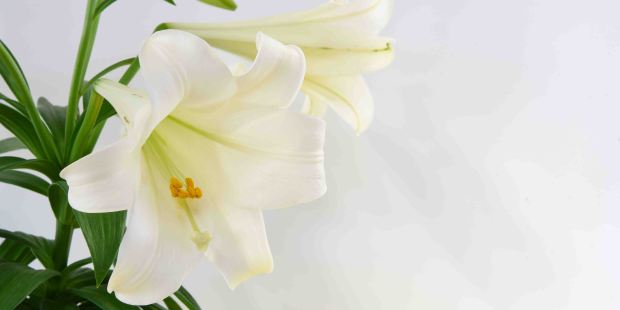 The Easter lily: A simple (yet majestic) symbol of rebirth