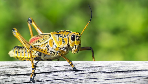 crickets chirping uk