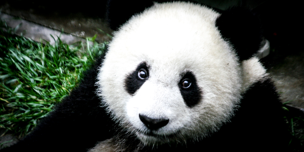 French priest who discovered the giant panda--Aleteia