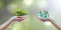 10 Simple ways to be a “steward of the Earth” in 2020