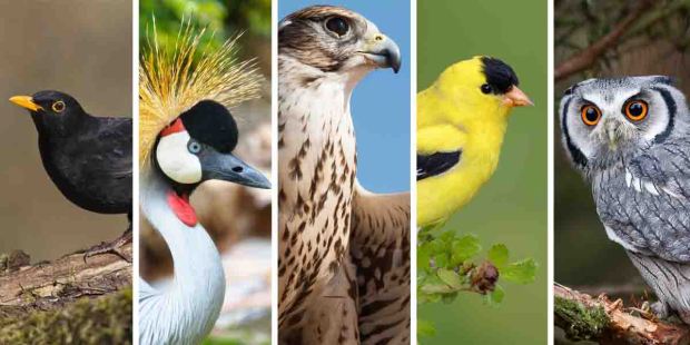 Symbolism of Birds in Christian Art --Aleteia
