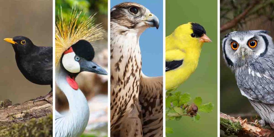 New survey reveals the vital role birds have in making us happy