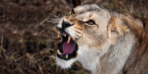 Lessons from Lions on grief - Aleteia