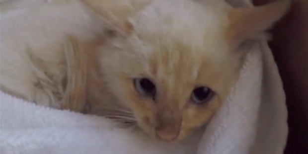 Watch as this family brings a kitten back to life (VIDEO) -- Aleteia