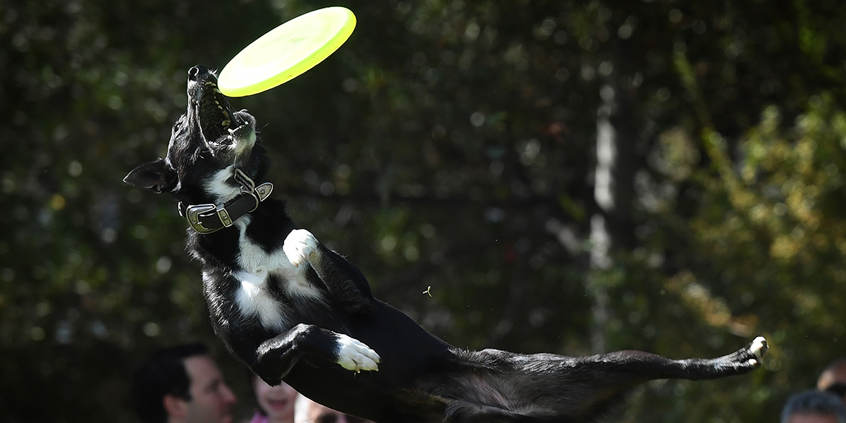 Mans best frisbee playing freind--Aleteia