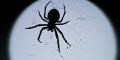 The spiritual meaning of spiders in the Bible