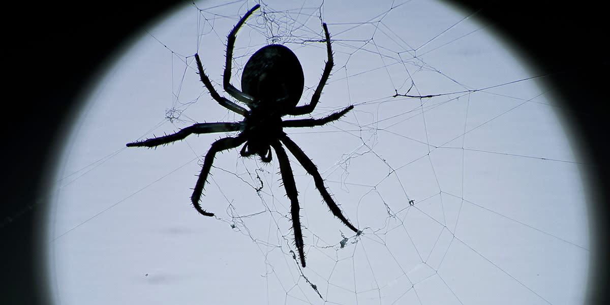 The spiritual meaning of spiders in the Bible