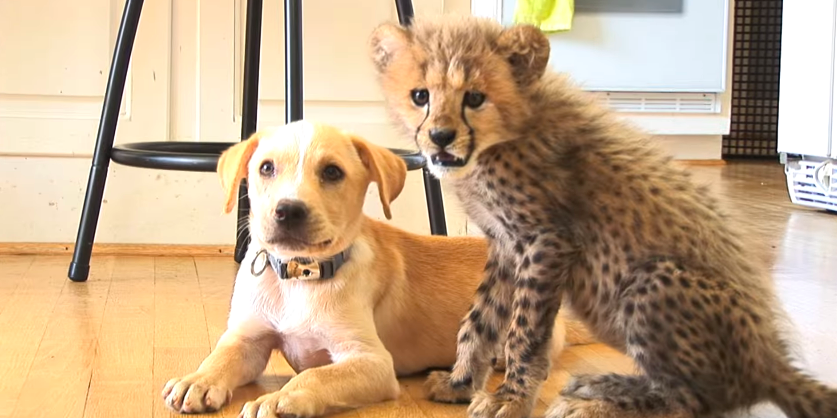 Watch the moment an anxious cheetah and therapy dog became best friends ...