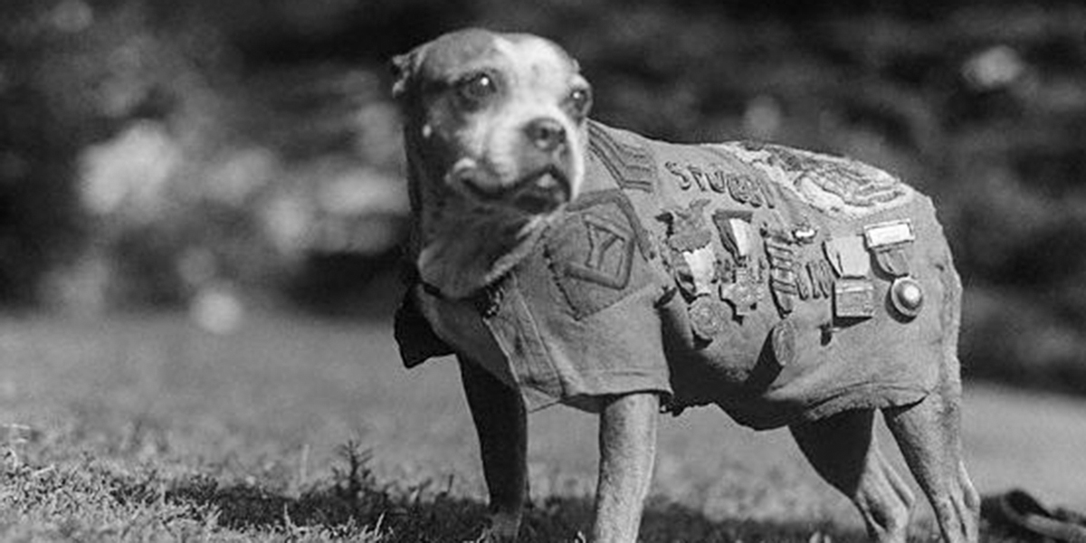 6 Amazing real-life dogs immortalized in film--Aleteia
