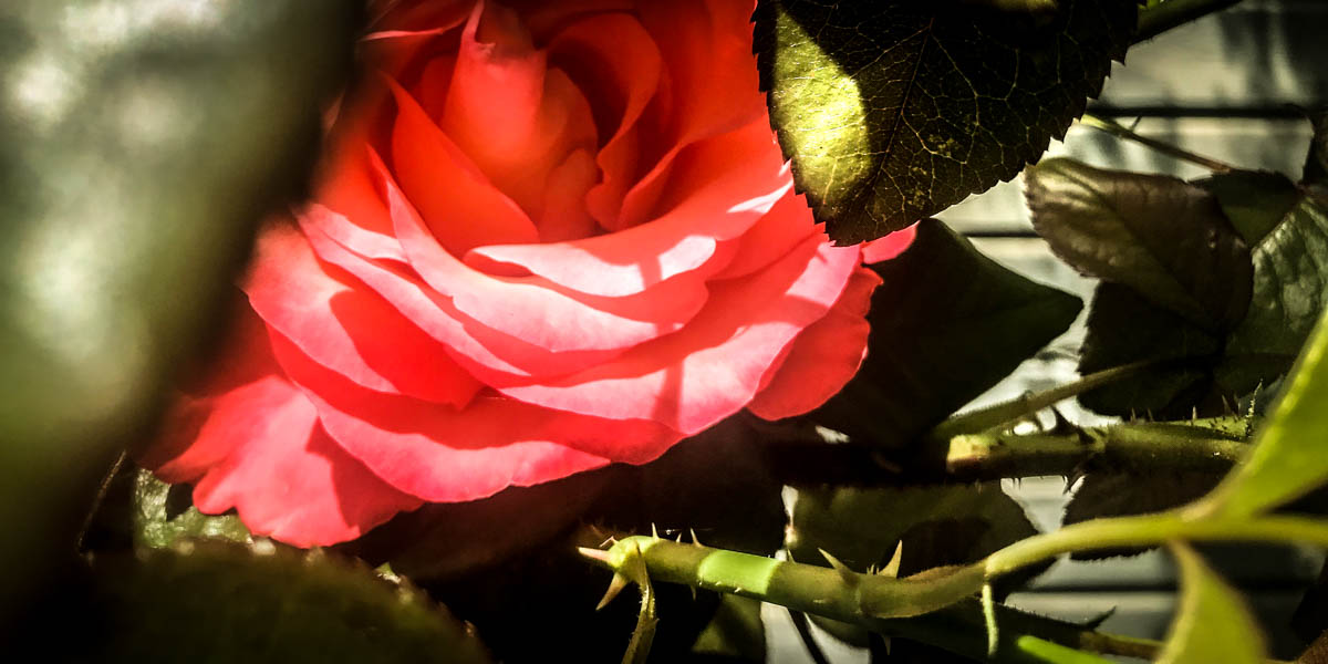 100 years of Saint Thérèse: Canonized May 17, 1925