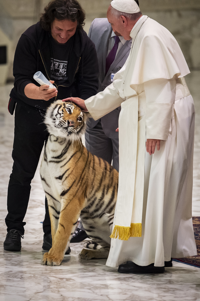 Pope Francis says Benedict XVI "knew the language of cats"