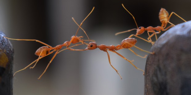 The fascinating lesson we can learn from new research about ants
