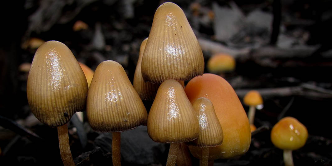 Citizens of Denver seek legalization of 'magic mushrooms'