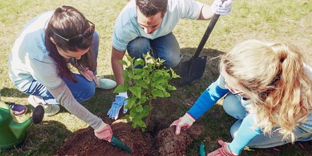 Planting trees seen as way to reverse climate change--Aleteia