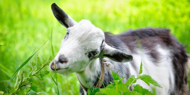What to do with a stray goat -- Aleteia