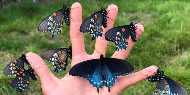 How one man has brought a rare butterfly back to San Francisco -- Aleteia