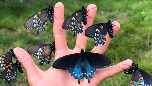 How one man has brought a rare butterfly back to San Francisco -- Aleteia