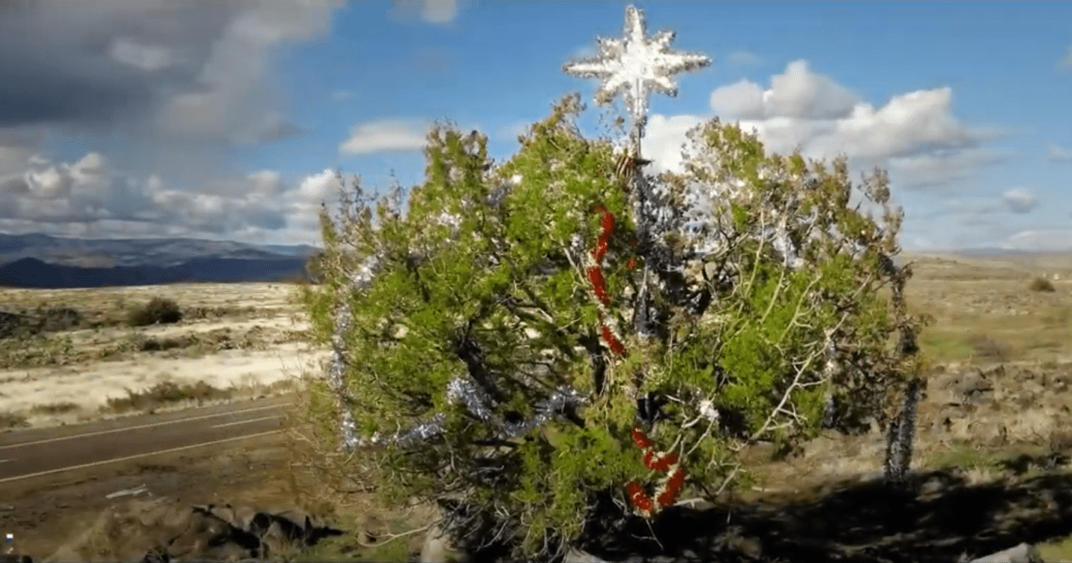 Arizona’s mysterious roadside Christmas tree gets a theme song
