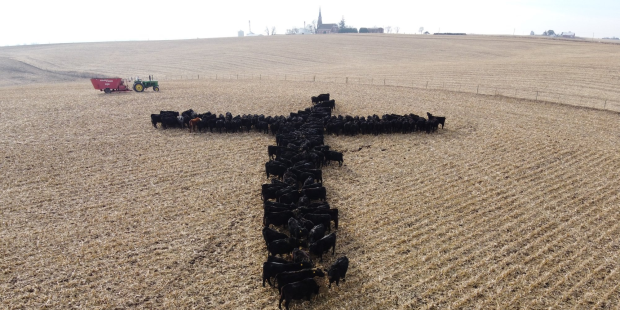 Cattle crosses: A fun viral activity for farmers