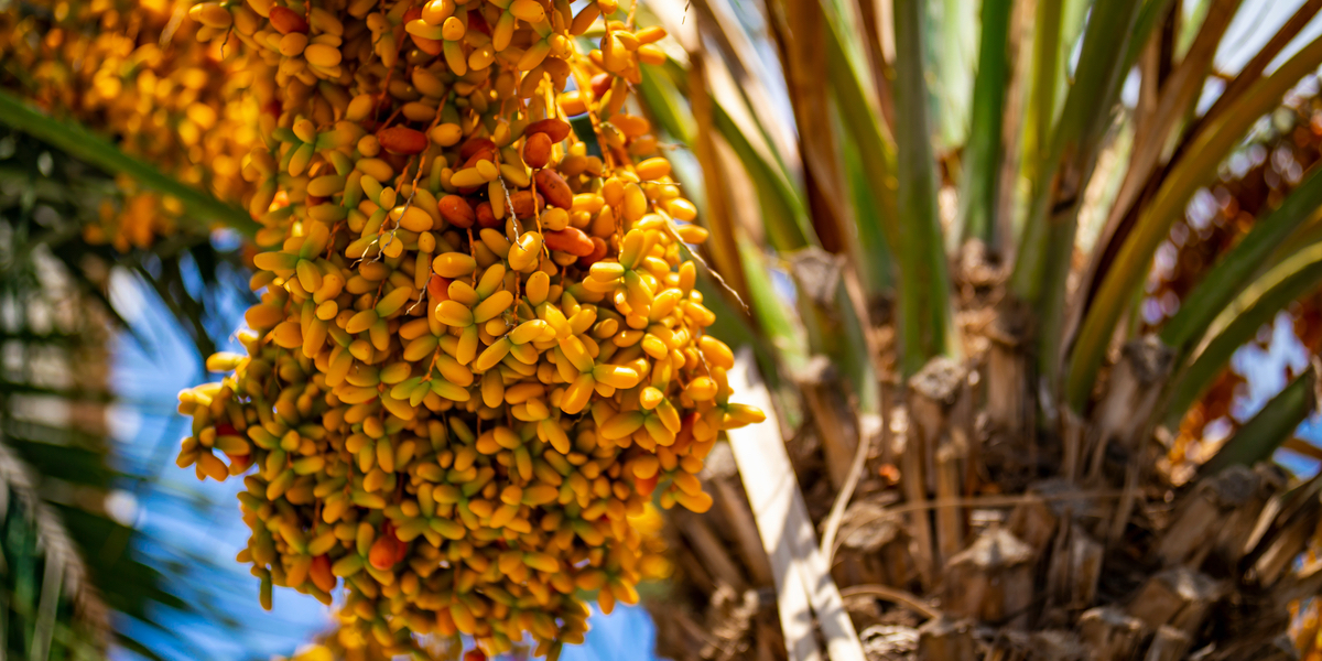 Science resurrects ancient tree from Jesus’ time