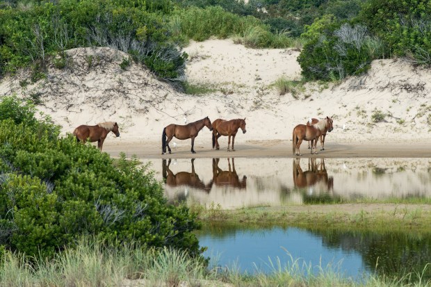 The legend of the Wild Horses of Corolla