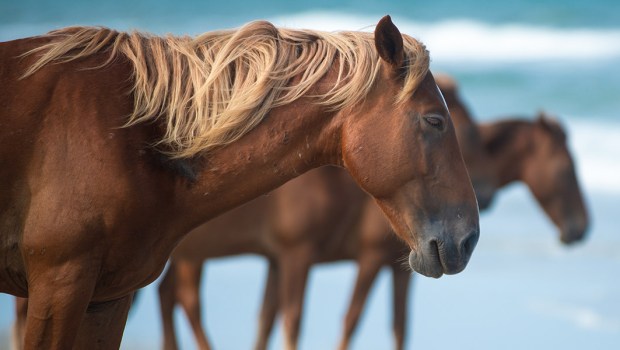 Exclusive photos: The legend of the wild horses of Corolla
