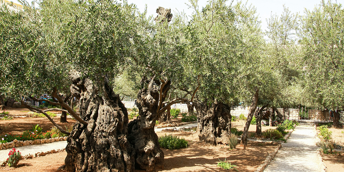 Why it’s important that Jesus died on a “tree”