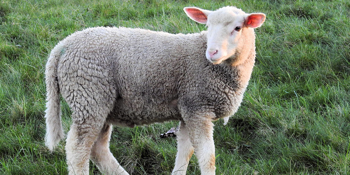 How Jesus is both the Lamb and the Shepherd