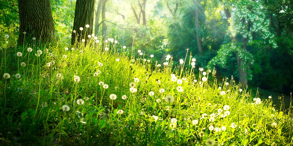 Relaxing Pictures Of Nature Slideshow