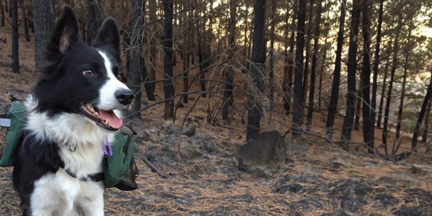 See how a pair of loving sisters and their gorgeous dogs are helping to ...