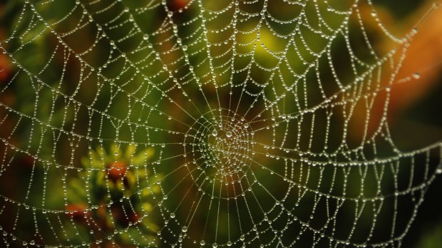 Spiritual meaning of spiders in the Bible