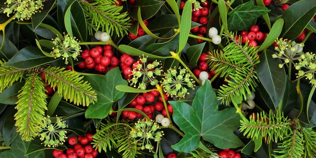 The deeper Christian symbolism of evergreens