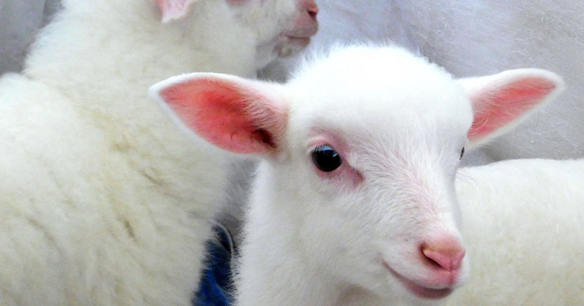 Why and how lambs escape wolves