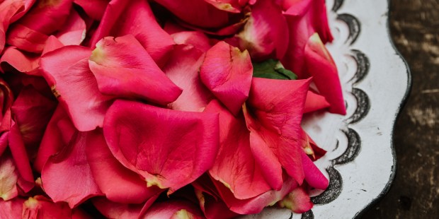 Why Pentecost is called “Rose Sunday”