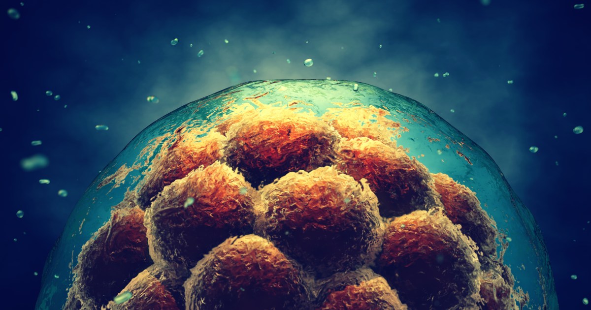 Human embryo experiments can now be done past 2 weeks