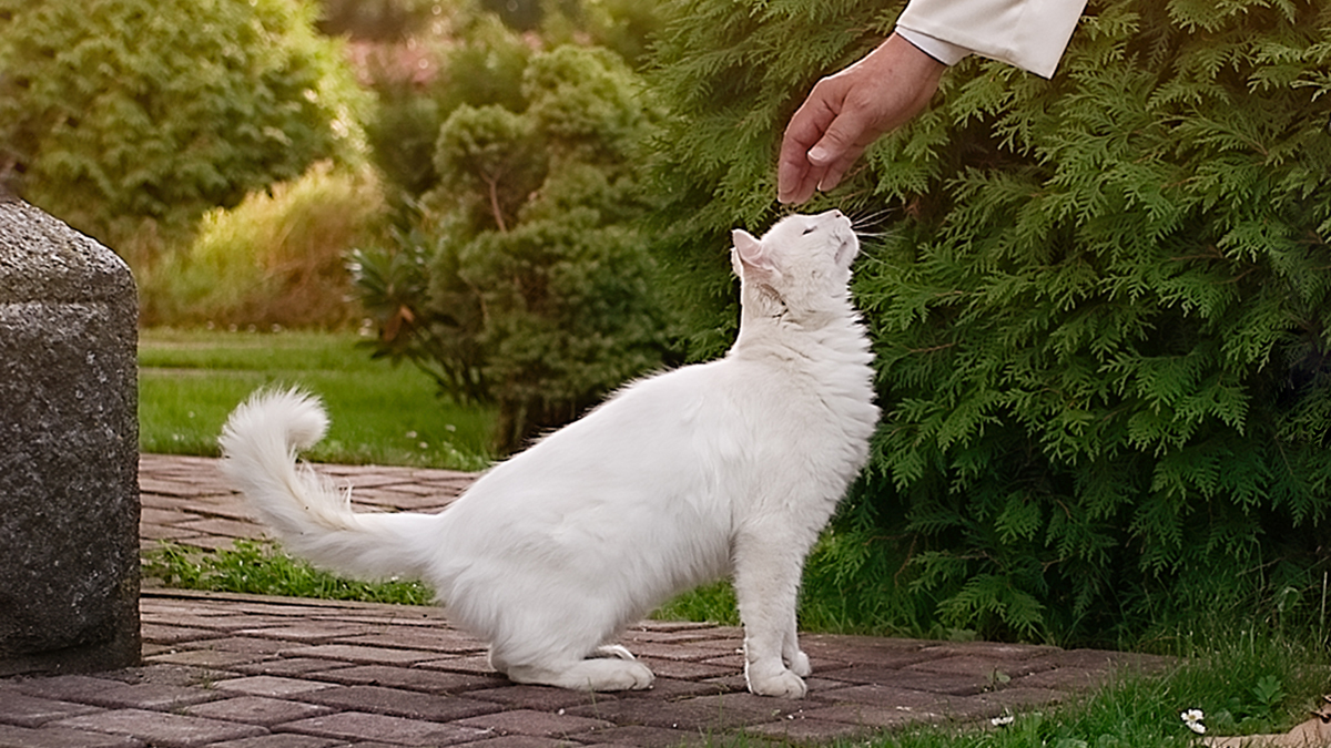 Pope Francis says Benedict XVI "knew the language of cats"