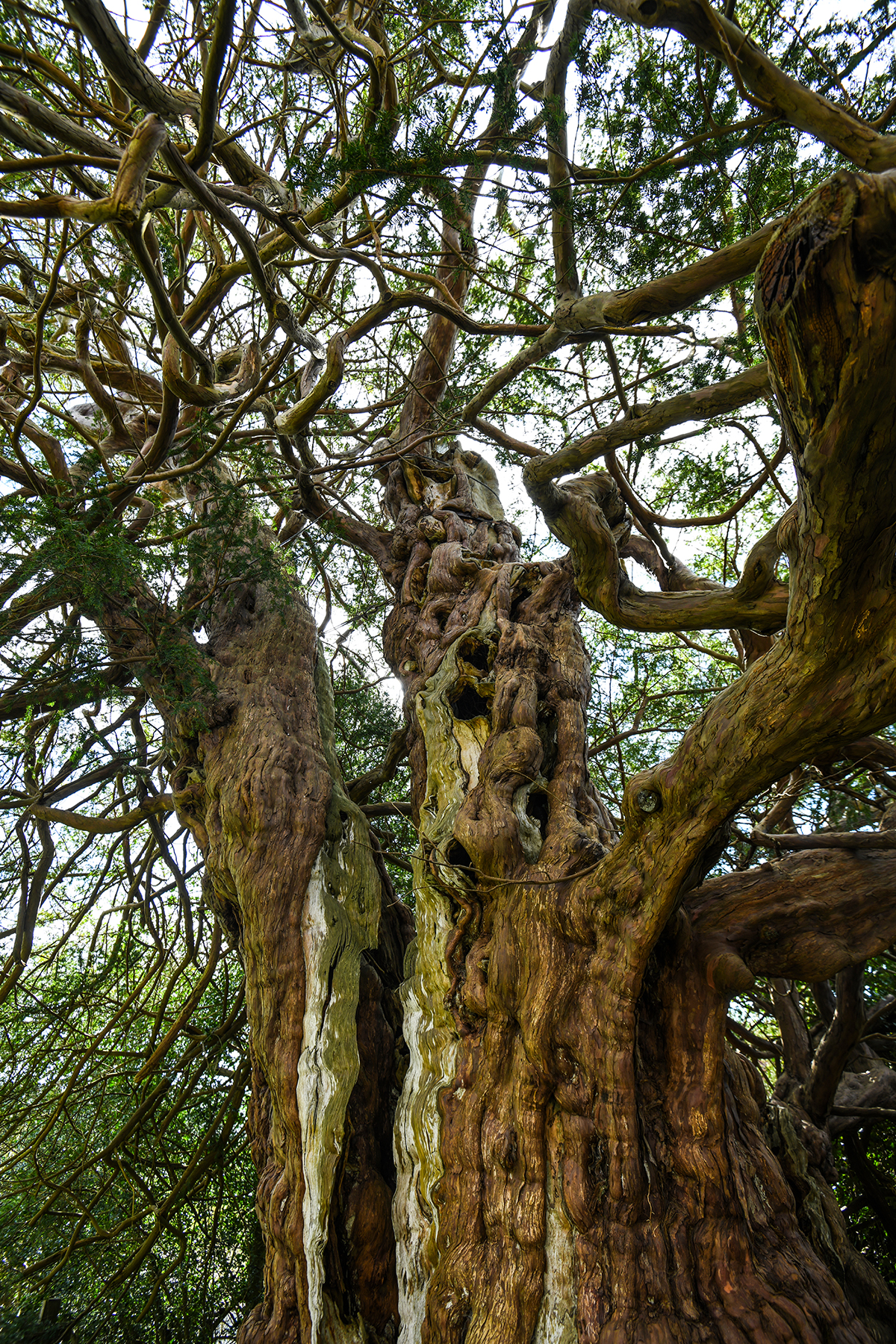 The ‘Tree of Death’ haunts many a cemetery