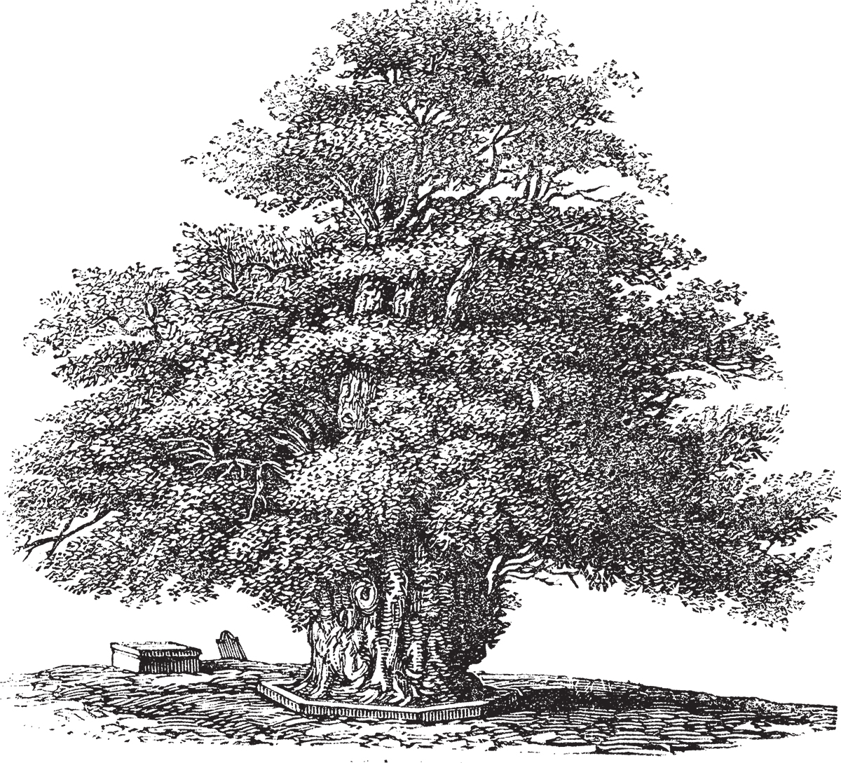 The ‘Tree of Death’ haunts many a cemetery